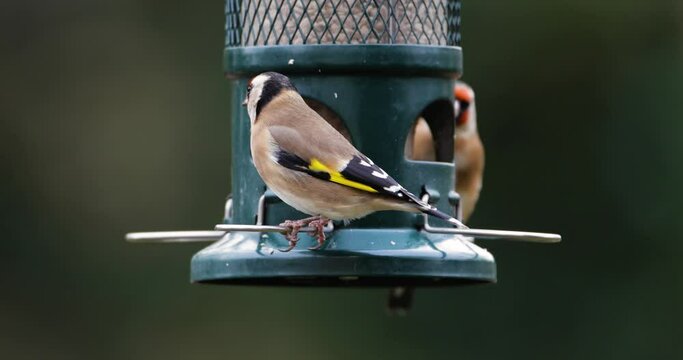 Imagens de Goldfinches – Explore Fotografias do Stock, Vetores e Vídeos ...