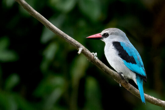 รูปภาพHalcyon – เลือกดูภาพถ่ายสต็อก เวกเตอร์ และวิดีโอ11,338 | Adobe Stock