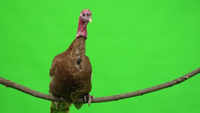 "Male Turkey" Images – Browse 312 Stock Photos, Vectors, and Video ...