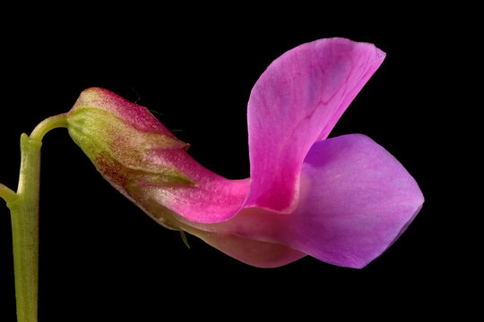 Papilionaceous bilder – Bläddra bland 75 stockfoton, vektorer och ...