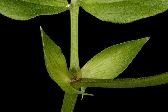 「Stipules」の画像 - 927 件の Stock 写真、ベクターおよびビデオ | Adobe Stock