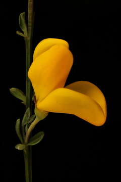 Papilionaceous bilder – Bläddra bland 75 stockfoton, vektorer och ...