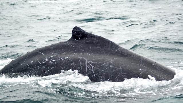 Furchenwale Bilder – Durchsuchen 1,902 Archivfotos, Vektorgrafiken und ...