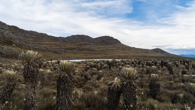 Imágenes de Frailejon: descubre bancos de fotos, ilustraciones ...
