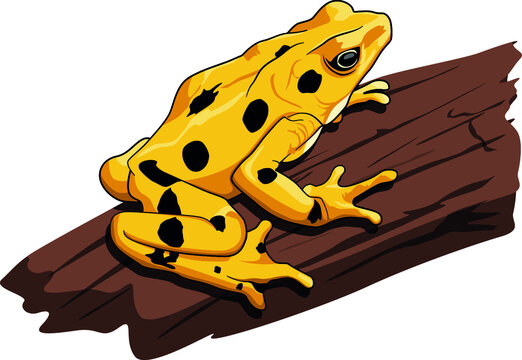 Panamanian Golden Frog Drawing
