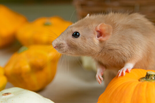 Dumbo Eared Mouse