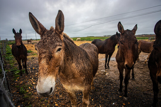 Muli Images – Browse 1,034 Stock Photos, Vectors, and Video | Adobe Stock