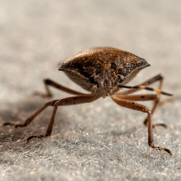 Stinkkäfer Bilder – Durchsuchen 6,884 Archivfotos, Vektorgrafiken und ...