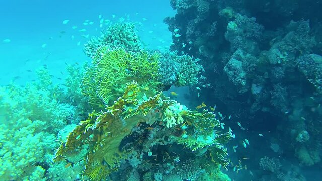 "Fire Coral" Images – Browse 1,700 Stock Photos, Vectors, and Video ...