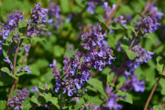 "Zygomorphe-Bilder: Stock-Fotos & -Videos. | Adobe Stock