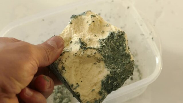 "Moldy Cheese" Images – Browse 303 Stock Photos, Vectors, and Video ...