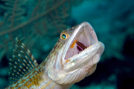 "Lizard Fish" Images – Browse 665 Stock Photos, Vectors, and Video ...