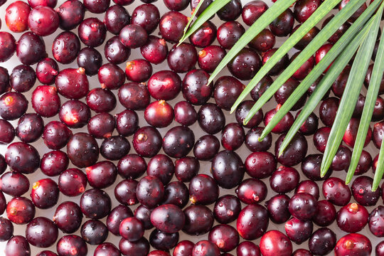 Manaca 画像 - 参照 427 Stock 写真、ベクターおよびビデオ | Adobe Stock