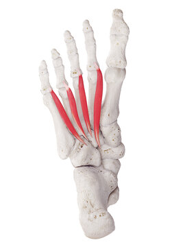 Lumbricals Of Foot