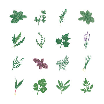 Cheremsha Imagens – Procure 29 fotos, vetores e vídeos | Adobe Stock