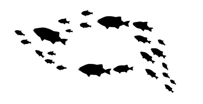 School Of Fish Silhouette Png