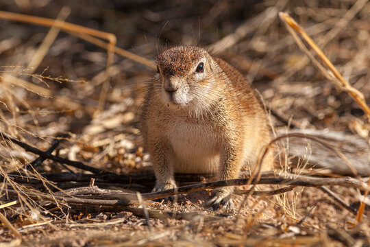 「Xerus」の画像 - 1,418 件の Stock 写真、ベクターおよびビデオ | Adobe Stock