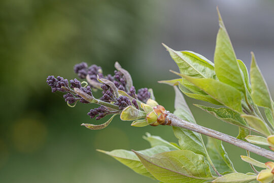 Spaeth Images – Browse 19 Stock Photos, Vectors, and Video | Adobe Stock