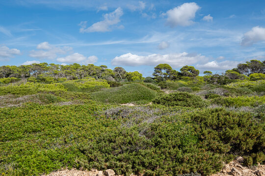 Mediterranean Forest Plants