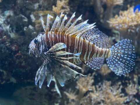 「Feuerfische」の写真素材 | 384件の無料イラスト画像 | Adobe Stock