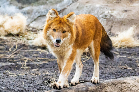 "Ussuri Dhole" Bilder – Durchsuchen 365 Archivfotos, Vektorgrafiken und ...