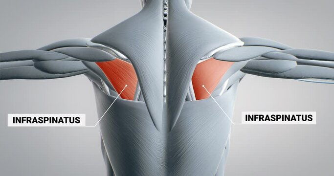 「Infraspinatus」の写真素材 | 1,000件の無料イラスト画像 | Adobe Stock