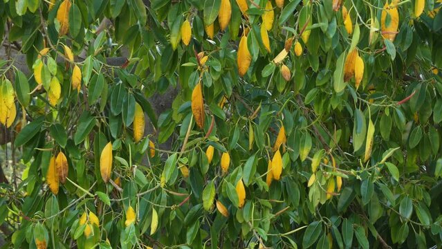 Moraceae Images – Browse 4,546 Stock Photos, Vectors, and Video | Adobe ...