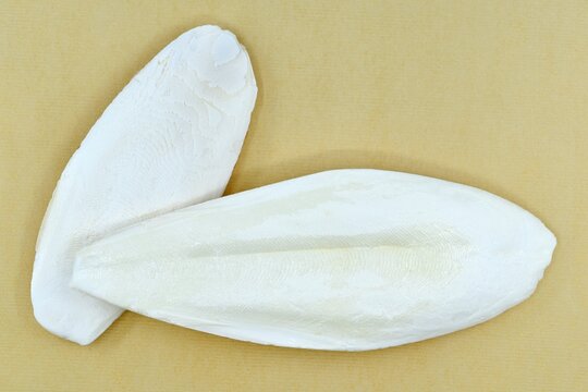 Cuttlebone Bilder – Durchsuchen 392 Archivfotos, Vektorgrafiken und ...