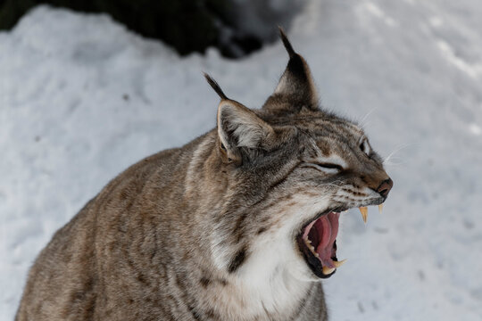 Katzengebiss-Bilder: Stock-Fotos & -Videos. | Adobe Stock