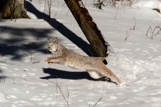 รูปภาพKarpatenluchs – เลือกดูภาพถ่ายสต็อก เวกเตอร์ และวิดีโอ183 | Adobe ...