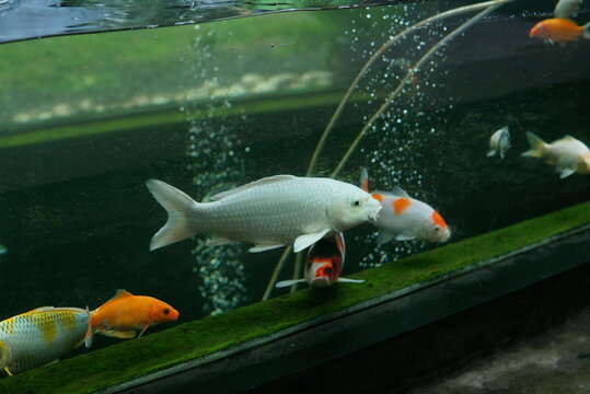 "Japanese Koi" Imagens – Procure 1,022 fotos, vetores e vídeos | Adobe ...