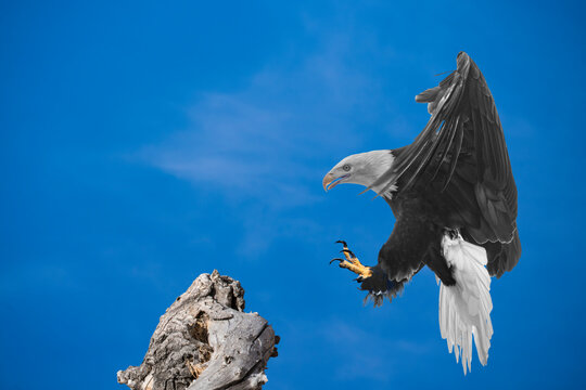 Bald Eagle Landing Images – Browse 2,808 Stock Photos, Vectors, and ...