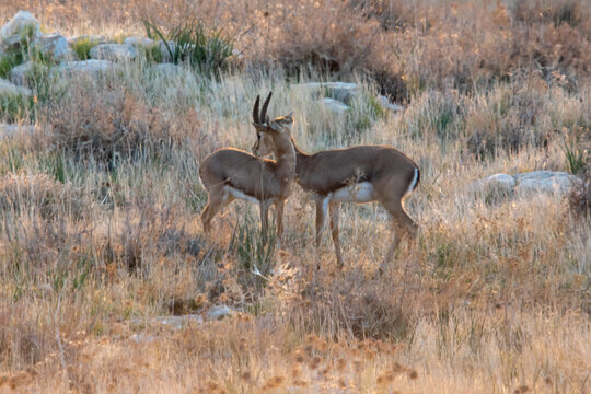 「Gazel」の画像 - 220 件の Stock 写真、ベクターおよびビデオ | Adobe Stock