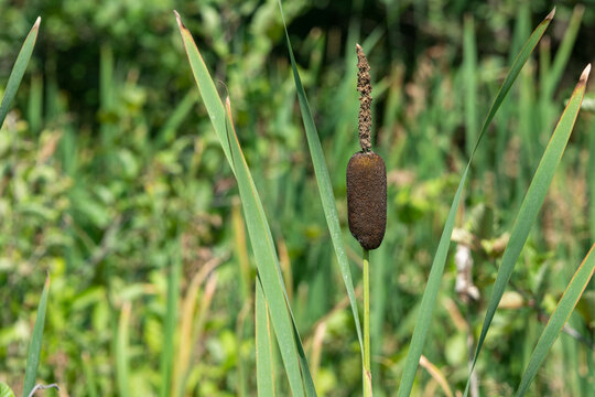 "Cattail Plant" Images – Browse 114 Stock Photos, Vectors, and Video ...