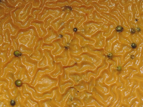 Organ Texture Images – Browse 13,483 Stock Photos, Vectors, and Video ...