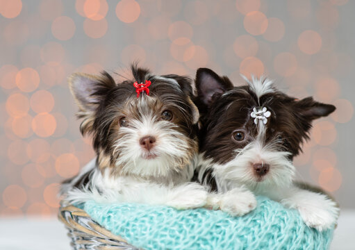 "Beaver Yorkshire Terrier" Images – Browse 204 Stock Photos, Vectors ...