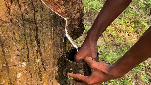 "Rubber Tapper" Images – Browse 667 Stock Photos, Vectors, and Video ...