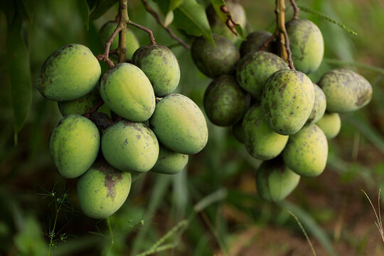 Nussarten Bilder – Durchsuchen 3,974 Archivfotos, Vektorgrafiken und ...