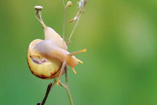 Snigel bilder – Bläddra bland 274,721 stockfoton, vektorer och videor ...