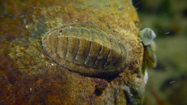 「Amphineura」の写真素材 | 11件の無料イラスト画像 | Adobe Stock