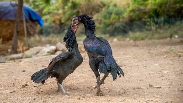 Seval Images – Browse 56 Stock Photos, Vectors, and Video | Adobe Stock