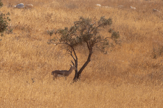 Chinkara Bilder – Durchsuchen 239 Archivfotos, Vektorgrafiken und ...