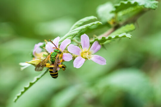 Agapostemon Virescens
