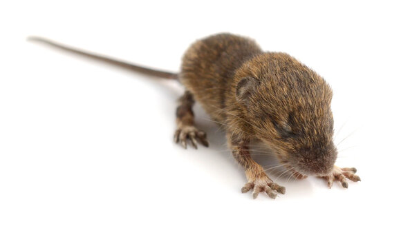 Mus Bilder – Durchsuchen 8,664 Archivfotos, Vektorgrafiken und Videos ...