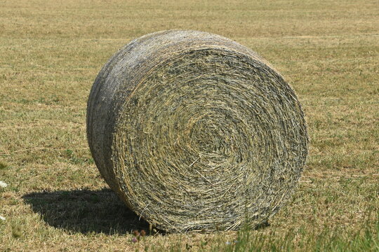 "Ballot De Paille" Immagini - Sfoglia 361 foto, vettoriali e video ...