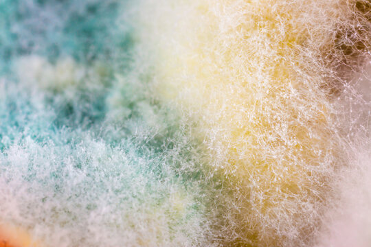 「Moldy」の画像 - 28,417 件の Stock 写真、ベクターおよびビデオ | Adobe Stock