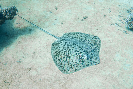 Whipray Billeder – Gennemse 34,845 stockfotos, vektorer og videoer ...