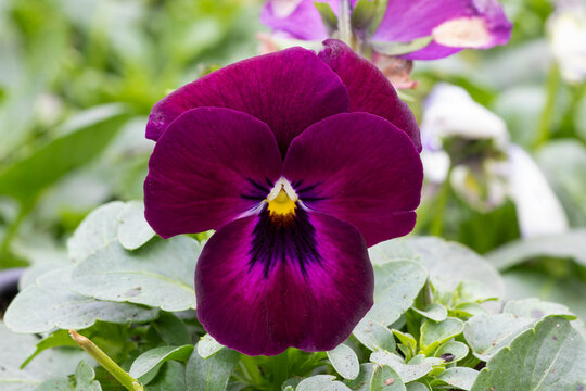 「Pancy」の写真素材 | 450件の無料イラスト画像 | Adobe Stock