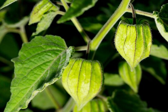 Groselha Images – Browse 377 Stock Photos, Vectors, and Video | Adobe Stock