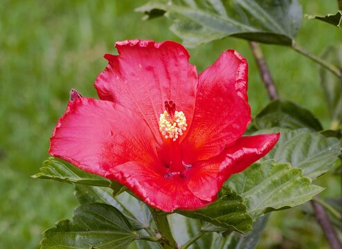 Cayena Bilder – Durchsuchen 951 Archivfotos, Vektorgrafiken und Videos ...